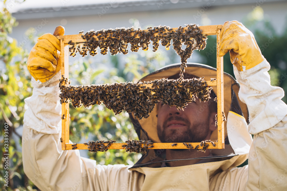 Bees and organic honeycomb with royal jelly. Man beekeeper holding a ...