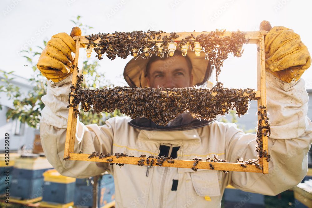Bees and organic honeycomb with royal jelly. Man beekeeper holding a ...