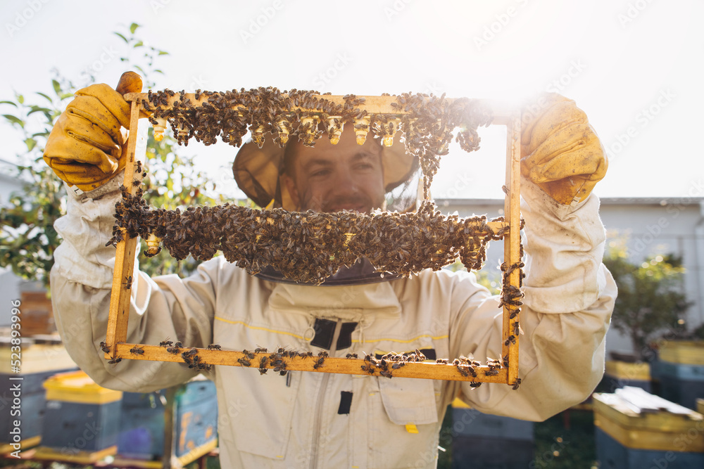 Bees and organic honeycomb with royal jelly. Man beekeeper holding a ...