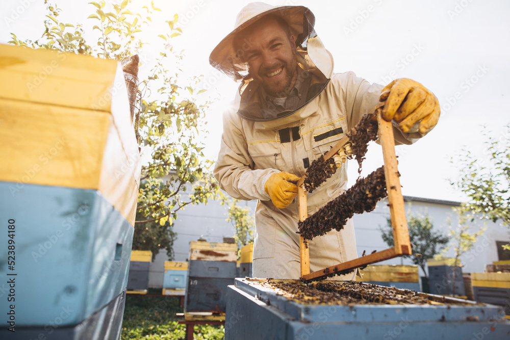 Beekeeping queen cell for larvae queen bees. Male beekeeper in apiary ...