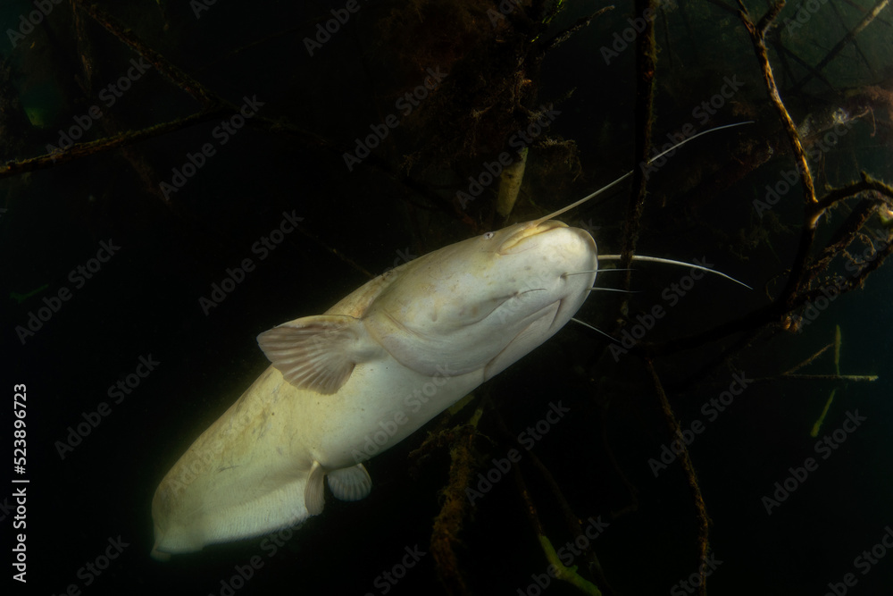 Wels catfish during night dive. Rare albino catfish in the lake ...