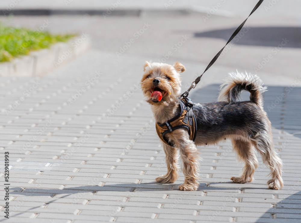 A Yorkshire terrier with a protruding tongue, with a short haircut ...