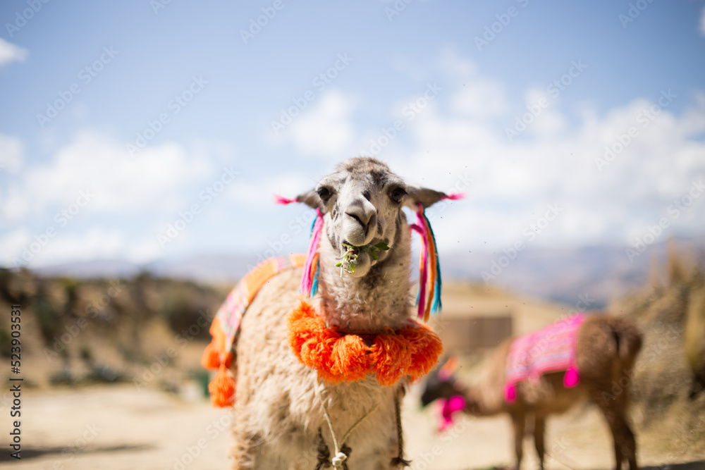 Foto de Llama masticando alfalfa en un valle de perú. Concepto de ...