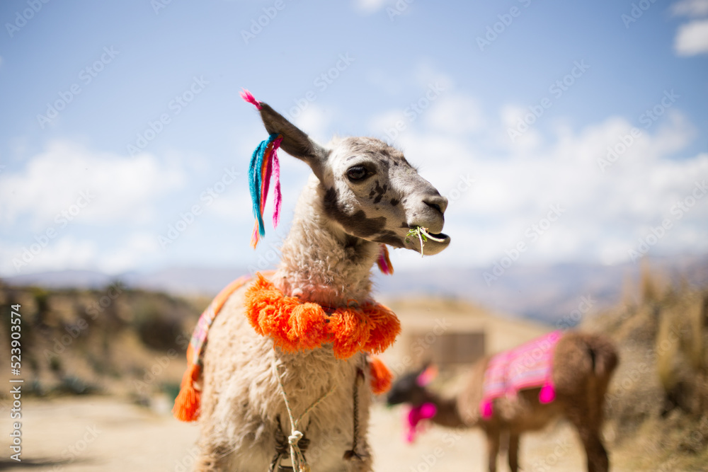 Llama masticando alfalfa en un valle de perú. Concepto de animales en ...