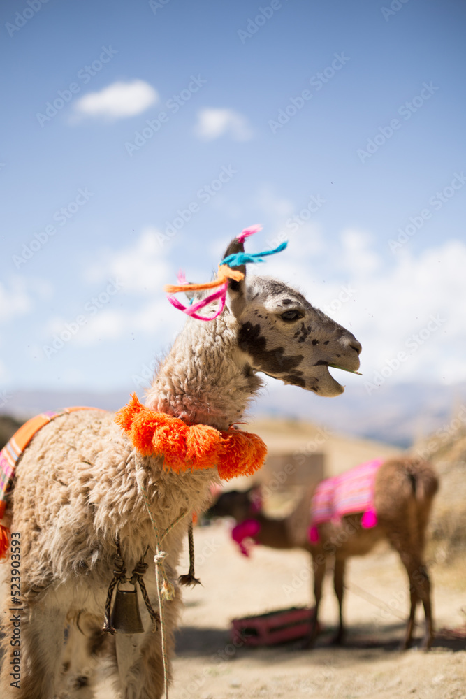 Llama masticando alfalfa en un valle de perú. Concepto de animales en ...