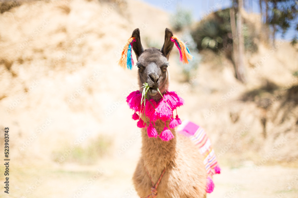 Llama masticando alfalfa en un valle de perú. Concepto de animales en ...