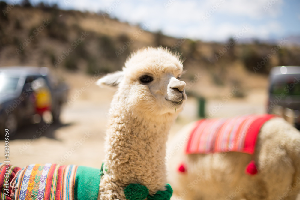 Alpaca mirando a la cámara en un parque recreacional de Perú. Concepto ...