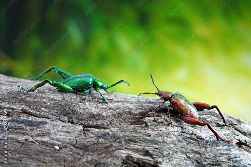 Beetle : Frog-legged beetles or leaf beetles (Sagra femorata) in ...