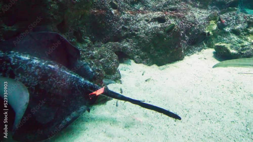 Beautiful black cownose ray of the species Rhinoptera, also known as a ...