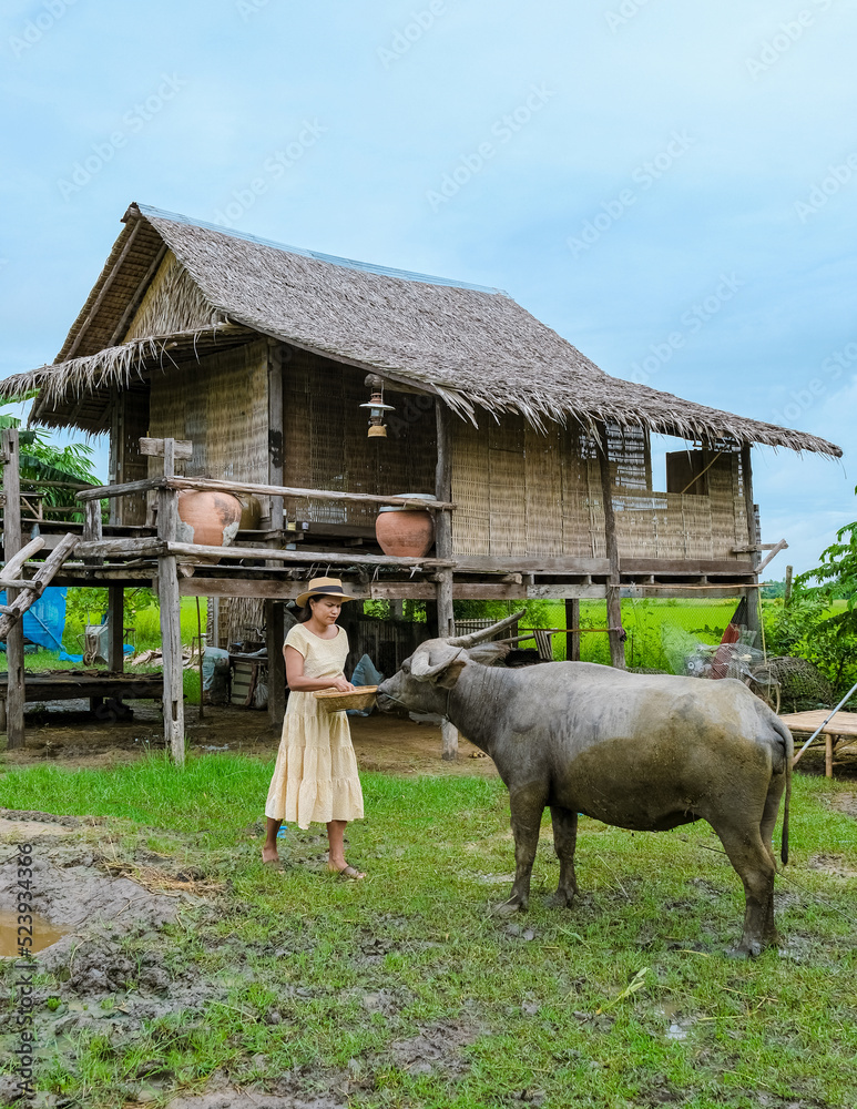 Eco farm homestay with a rice field in central Thailand, paddy field of ...