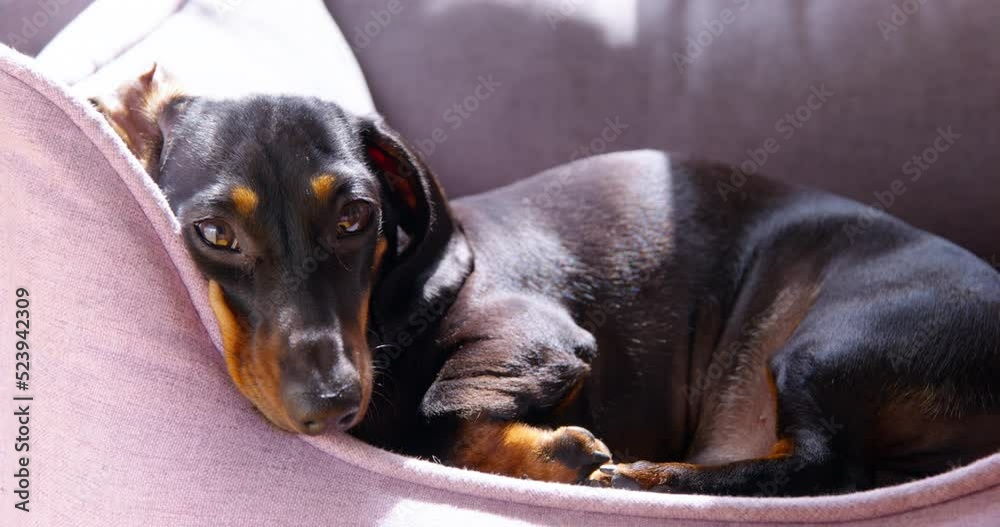 Defenseless sad dachshund puppy lies in its couch in sun and misses ...