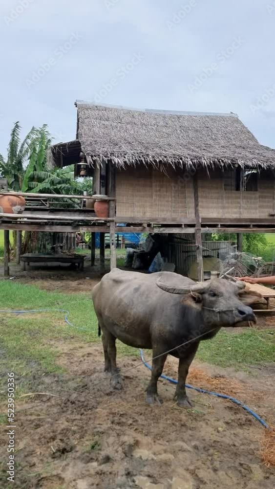 Vidéo Stock home stay farm between green paddy fields in Thailand ...