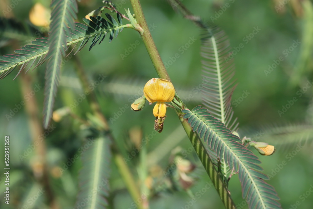 Stockfoto Cambodia. Crotalaria is a genus of flowering plants in the ...