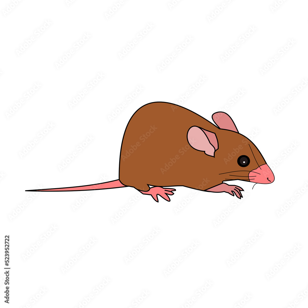 Rat isolate with clipping path and alpha channel on transparent ...