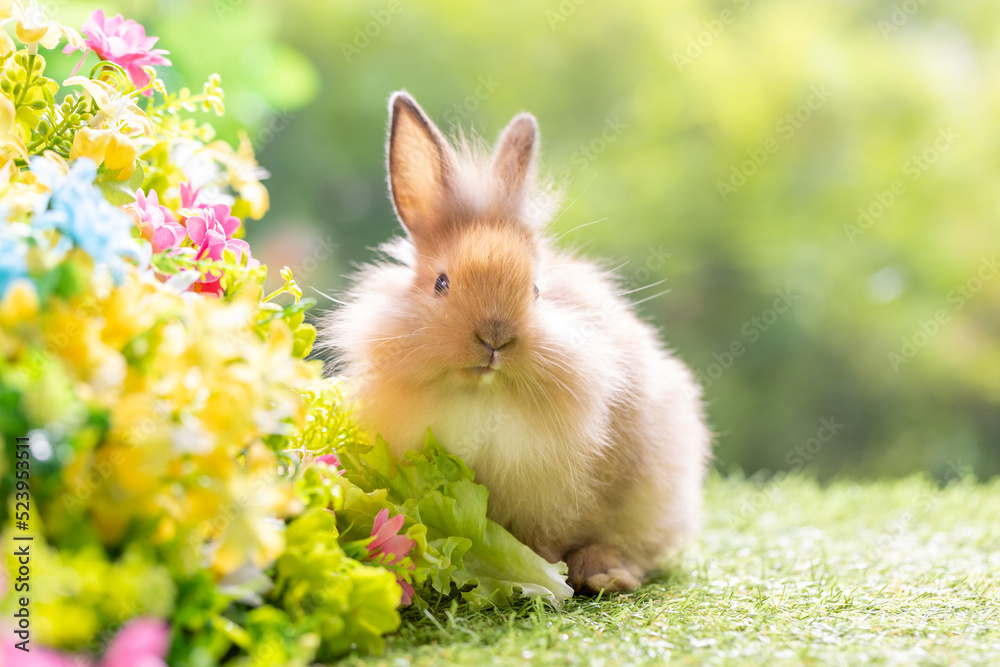 Bunny Eating Flower