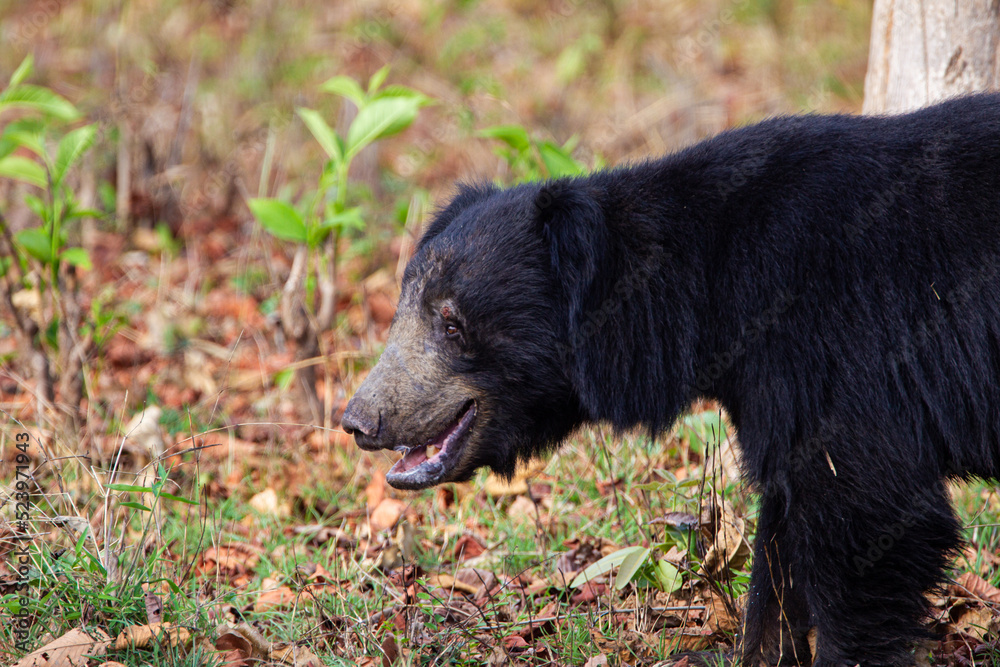 Sloth Bear looking for the food on the leafy ground of Tadoba National ...
