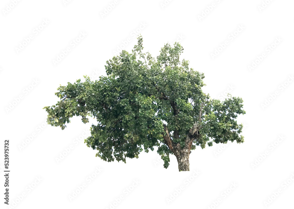 big tree plant on transparent background png file Stock Photo | Adobe Stock