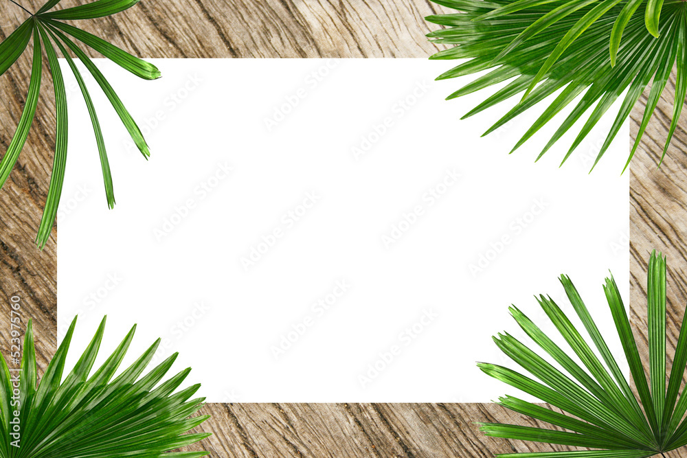 green botanical tropical palm leaves frame on transparent background ...