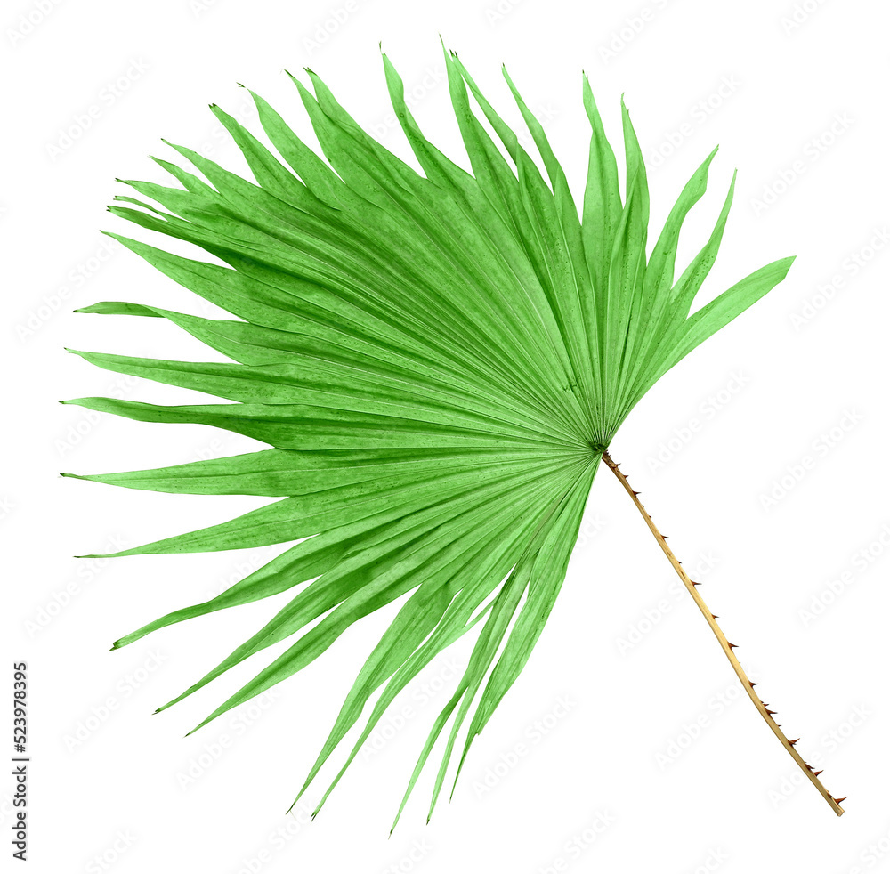green leaf palm tree isolated on transparent background png file Stock ...