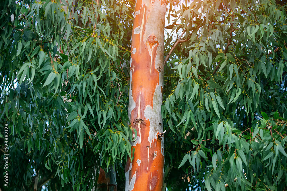The eucalyptus tree is one of the most famous endemics of Australia ...