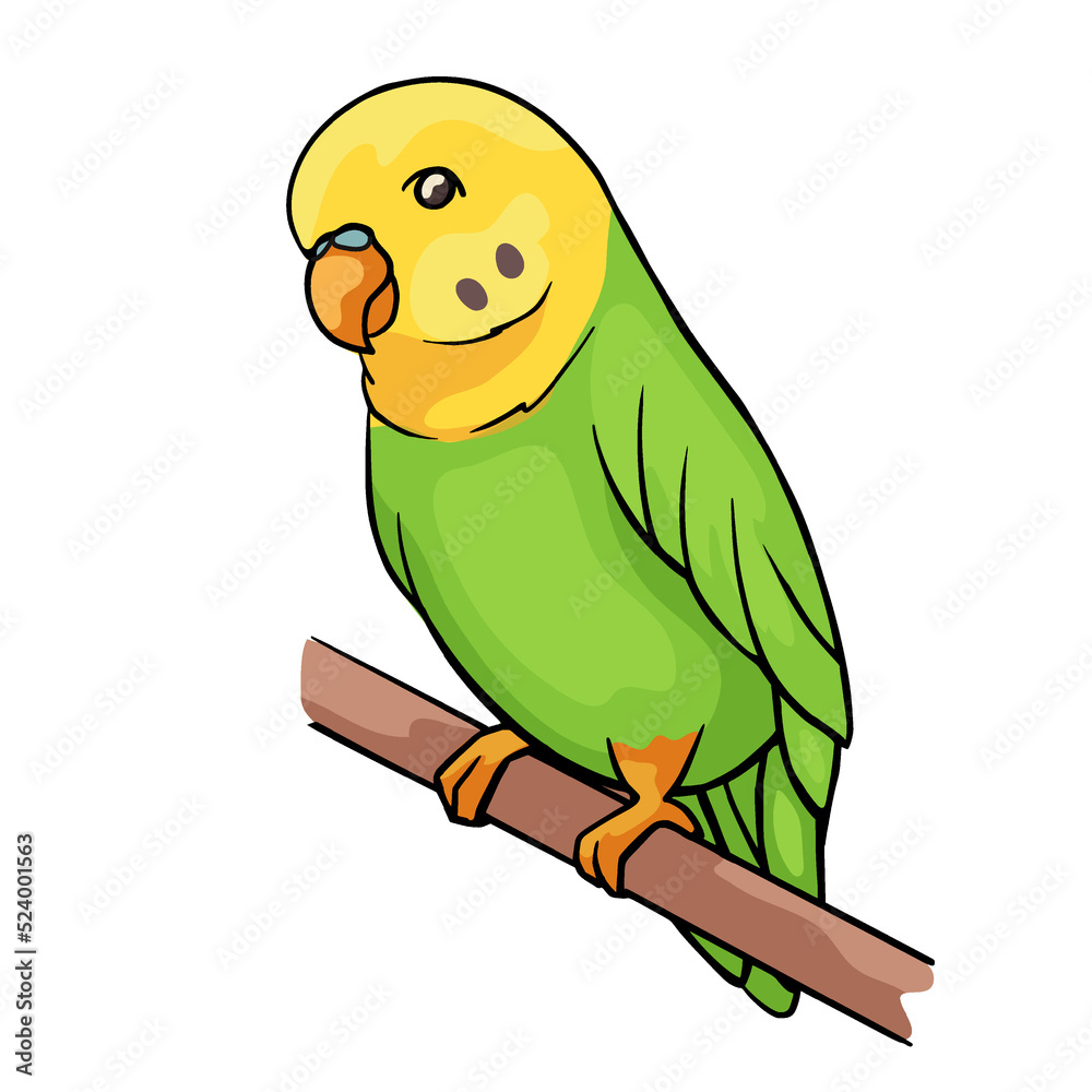 Cute cartoon budgie isolated on white background. Vector illustration ...