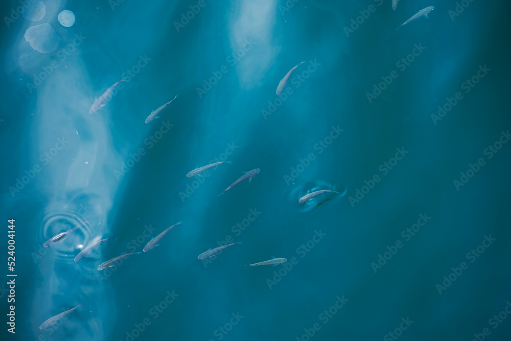 Marine life photo with some small tiny fish swimming in the blue water ...