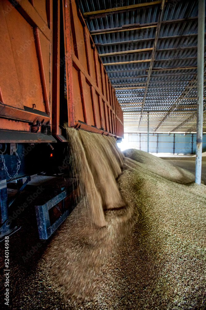 Loading process of wheat grain in elevator granary warehouse. Agro ...