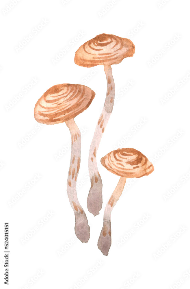 watercolor drawing of poisonous mushrooms - Toadstool Cortinarius ...