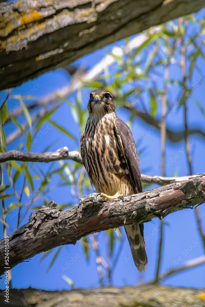 The Merlin (Falco columbarius), juvenile bird. Is a small species of ...
