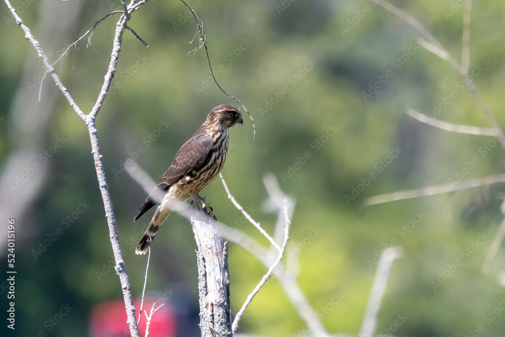 The Merlin (Falco columbarius), juvenile bird. Is a small species of ...