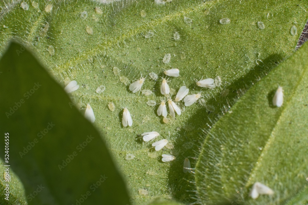 Whiteflies (Aleyrodidae) parasites colony that typically feed on the ...