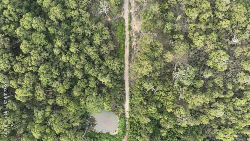 flying over a plantation of trees, in a forestry farm, in the bush in ...