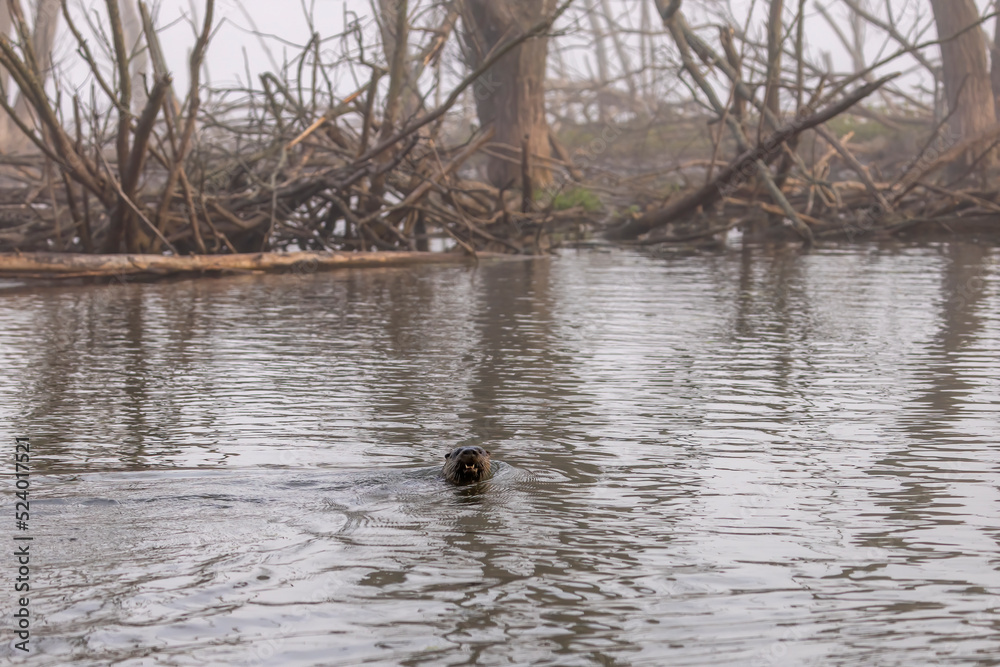 The North American river otter (Lontra canadensis) also known as the ...