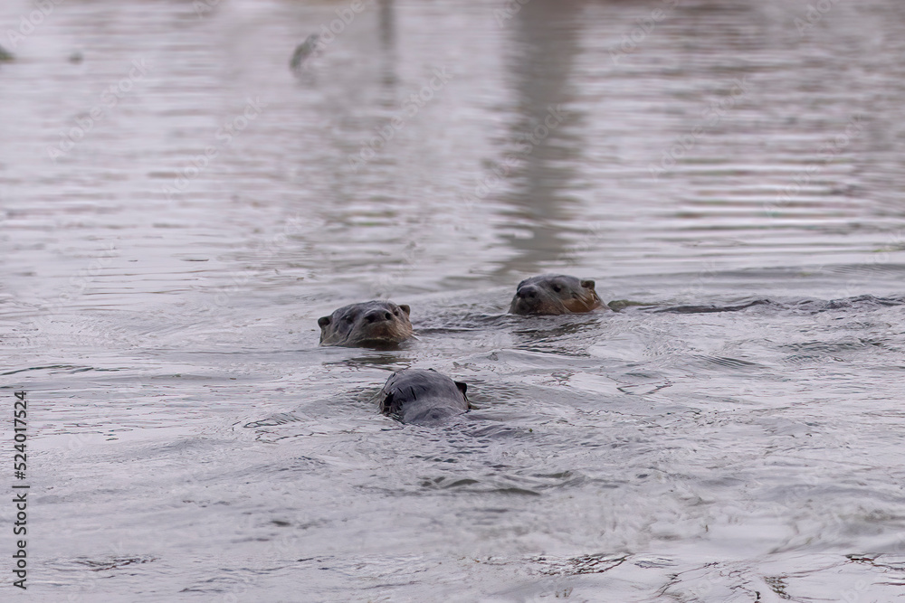 The North American river otter (Lontra canadensis) also known as the ...