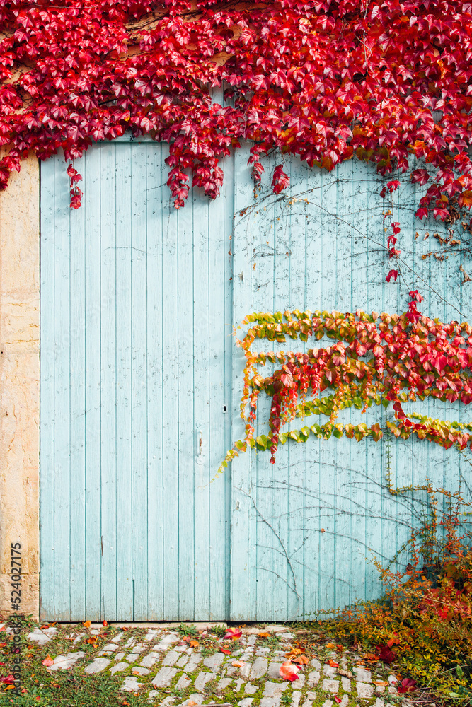 Du lierre rouge sur une vieille porte bleue en bois. Une plante ...