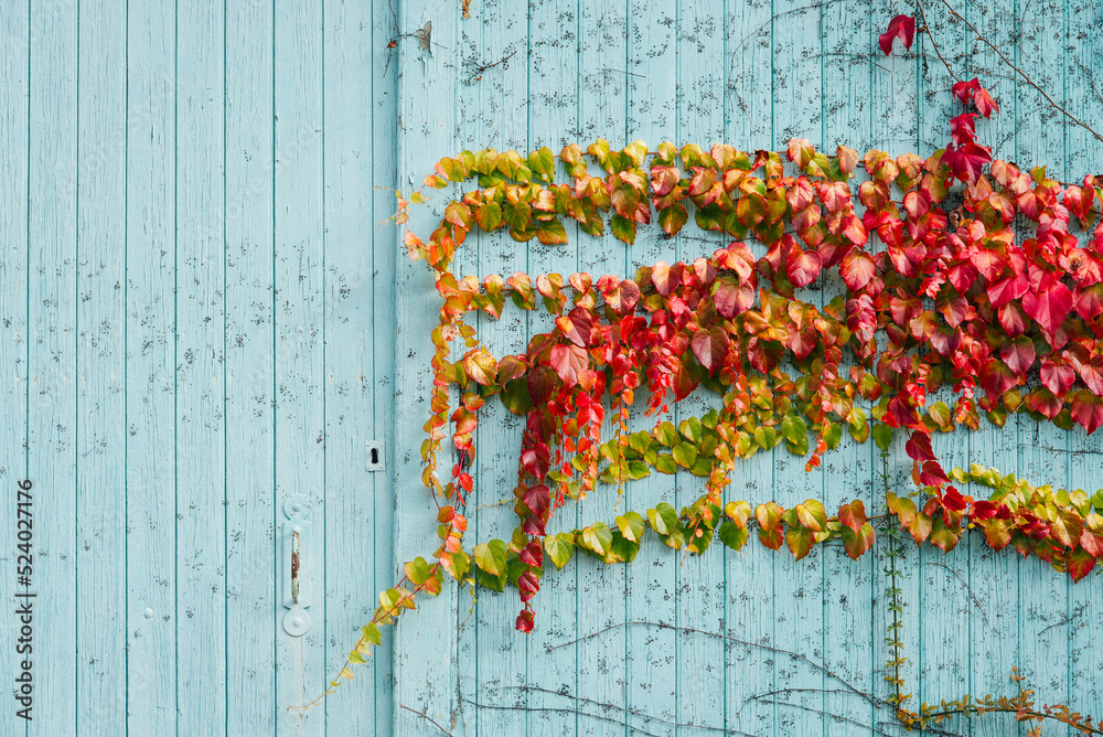 Du lierre rouge sur une vieille porte bleue en bois. Une plante ...