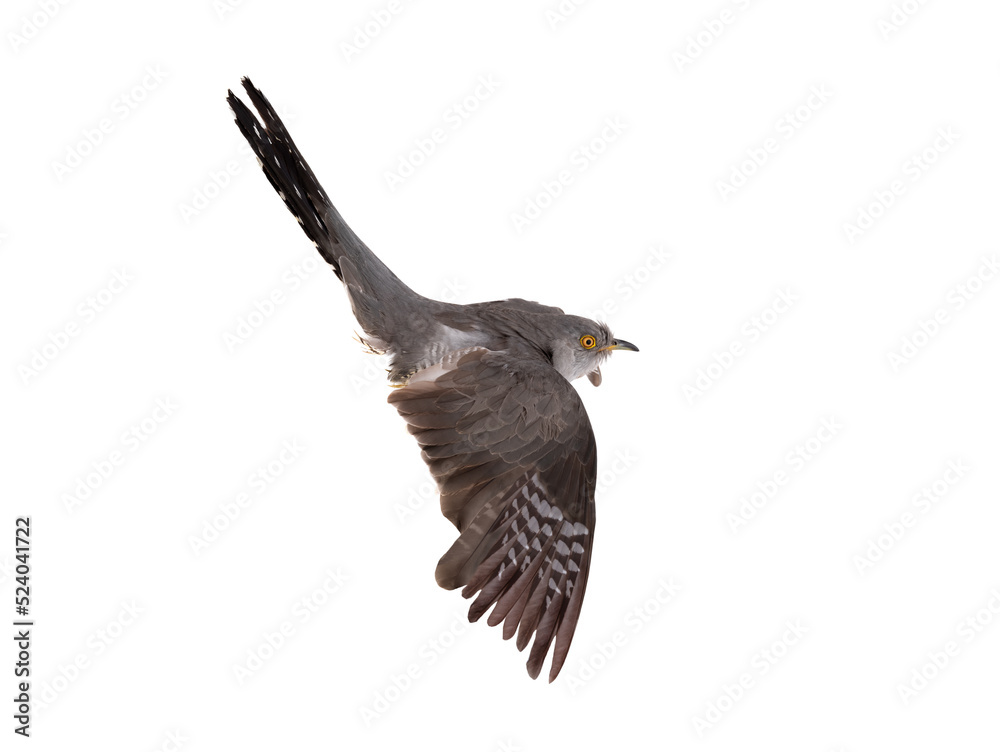 cuckoo in flight isolated on white background Stock Photo | Adobe Stock