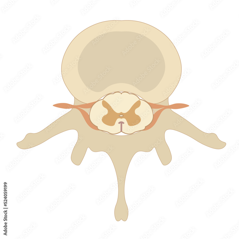Spinal Vertebra illustration. Spinal cord and bone illustration Stock ...