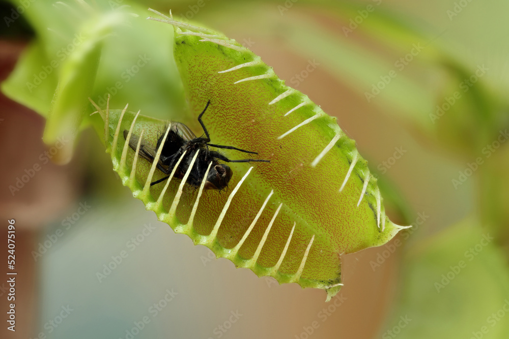 Insect in carnivorous Venus flytrap in nature Stock Photo | Adobe Stock