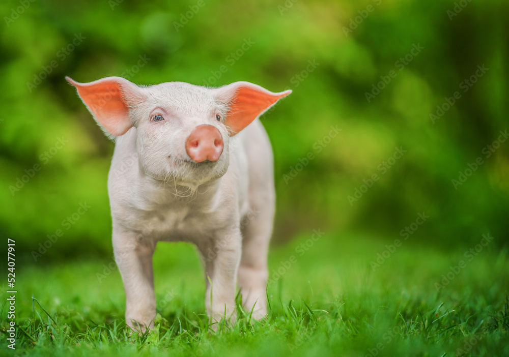 Pig looking away on the green grass, nature background. Stock Photo ...