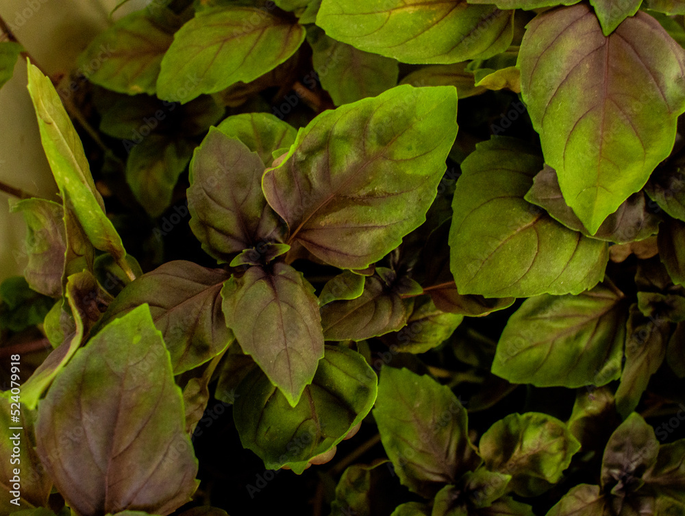Full background blooming African blue basil (ocimum kilimandscharicum ...