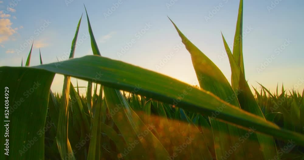 Video „Rich green leaves of corncobs, grain crops waving in wind ...