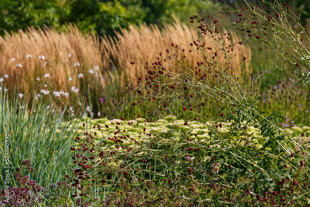 Sanguisorba officinalis in natural background. Flowers of burnet in ...