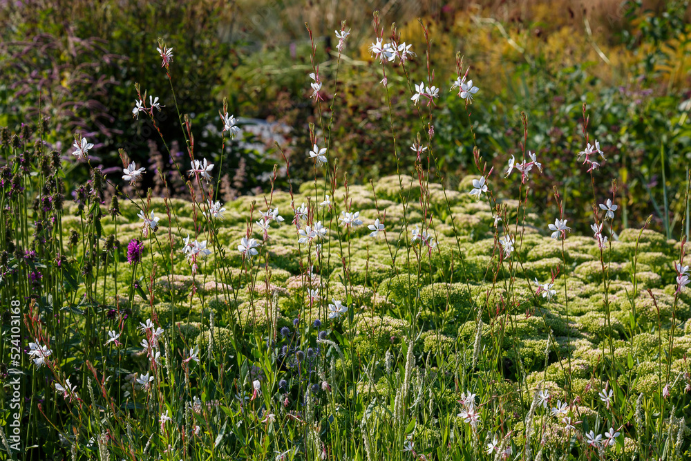 Gaura Lindheimeri ( White gaura) - plant species of the genus Gaura ...