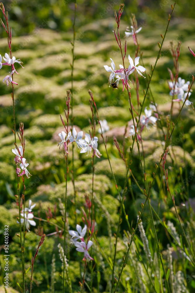 Gaura Lindheimeri ( White gaura) - plant species of the genus Gaura ...