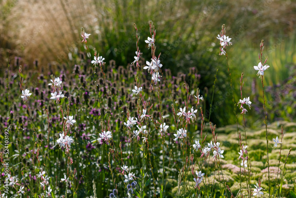 Gaura Lindheimeri ( White gaura) - plant species of the genus Gaura ...
