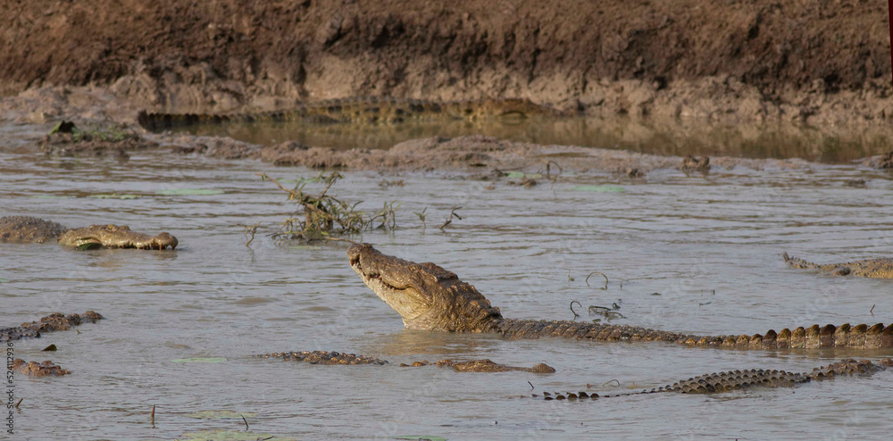 Crocodile feeding; croc eating fish; Feeding crocodile; Mugger ...