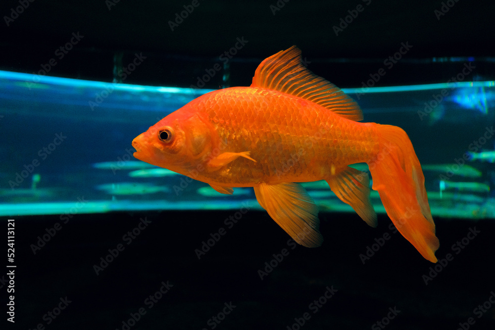 Goldfish veiltail (Carassius auratus) close-up Stock Photo | Adobe Stock