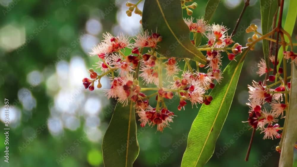 Yellow gum also known as White ironbark leaves, flowers and buds on ...