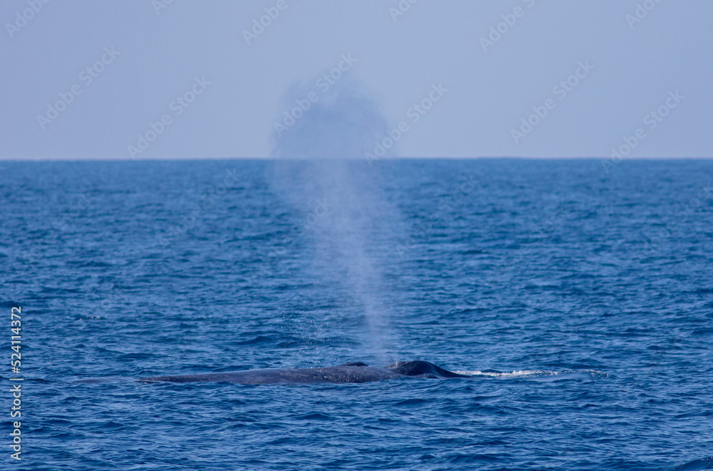 Whale blow hole; Blue whale blowing out water; whale spouting water ...